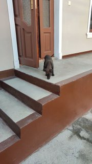 Doberman it. Zottor