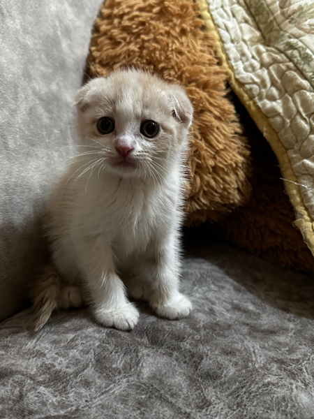 Продается котенок породы скоттиш фолд