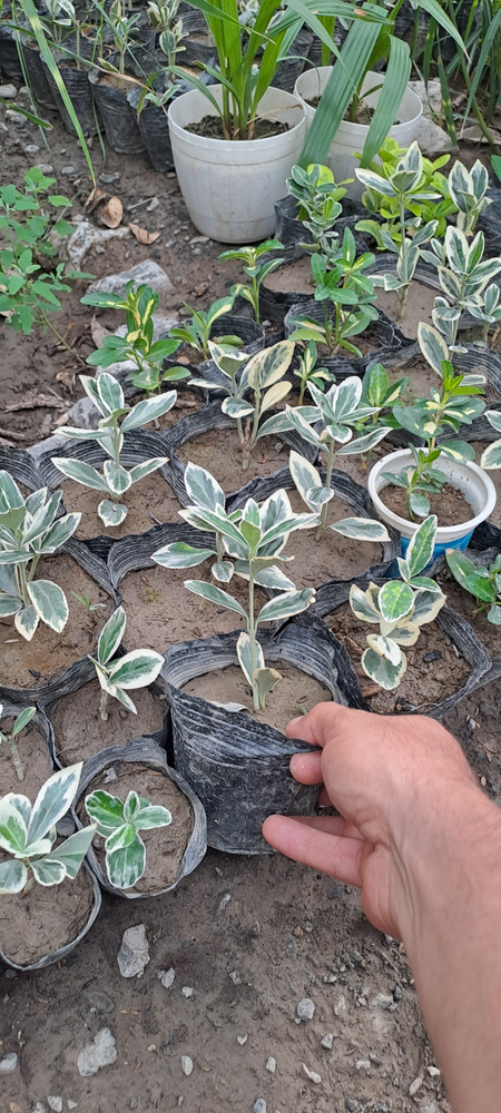 Euonymus Japonica Aurea Bravo