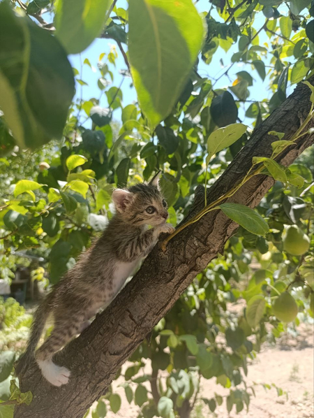 Отдаются котята в хорошие руки