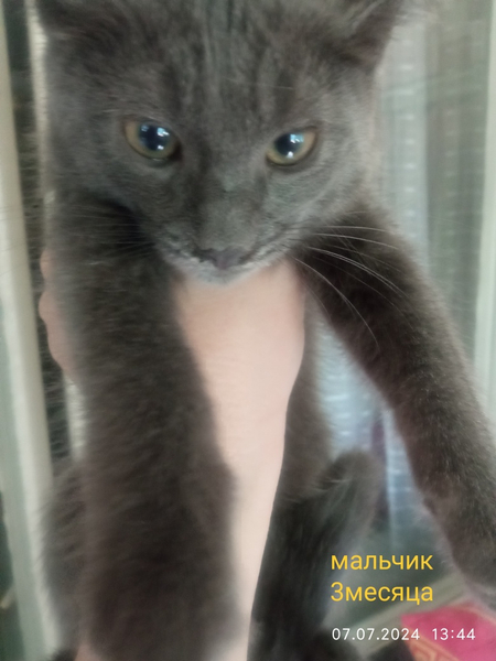 Котята в надёжные руки