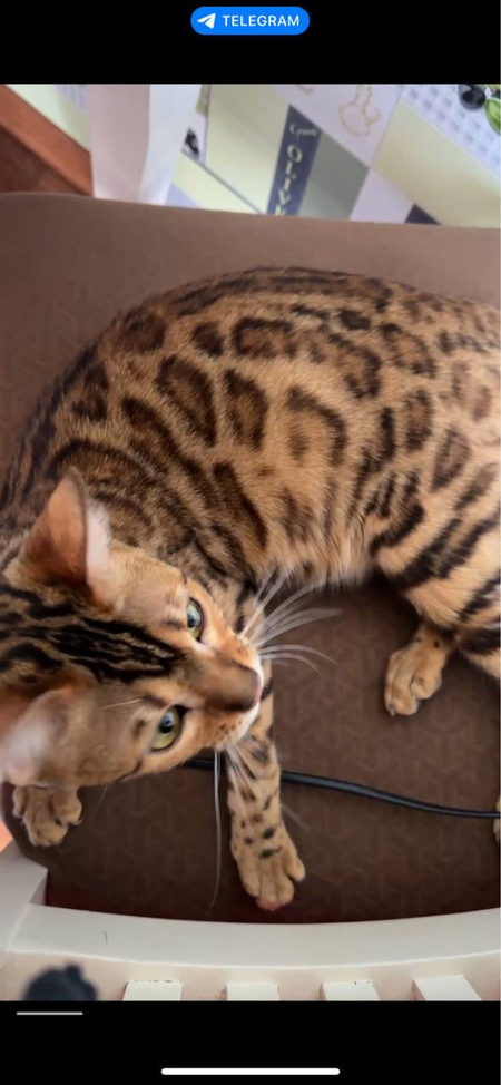 Бенгальская кошка