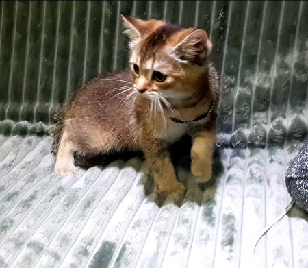 Скоттиш страйт мальчик