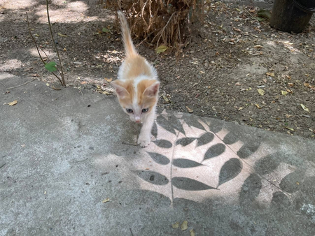Котёнок / mushuk bolasi