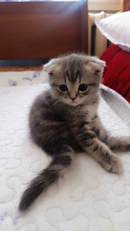 Скоттиш фолд. Очень милые котята