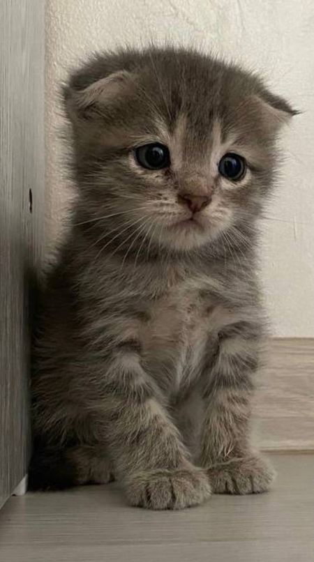 Котенок скоттиш фолд девочка 3 месяца