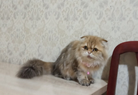 Зотдор мушук сотилади