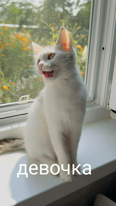 Котенок  отдам даром