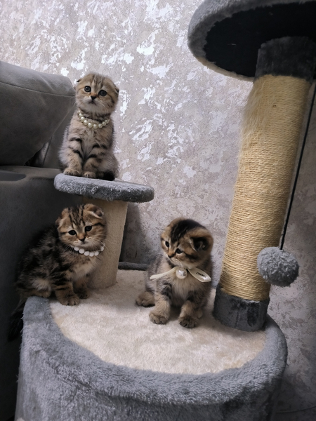 Котята от правильной вязки