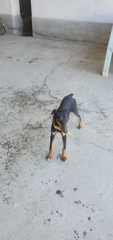 Doberman sotiladi xali yosh narsa 5 oyli buldi  ayol toza qoni