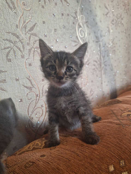 Котятки в добрые ручки