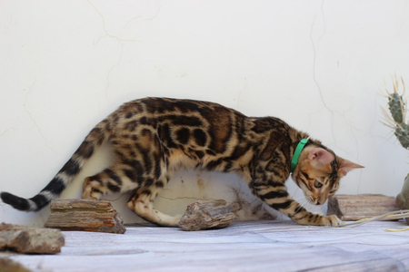 Клубные Бенгальские котята