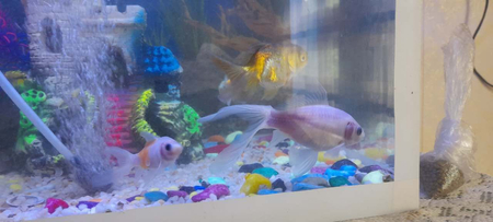 Аквариумистика Akvarium Akvariym