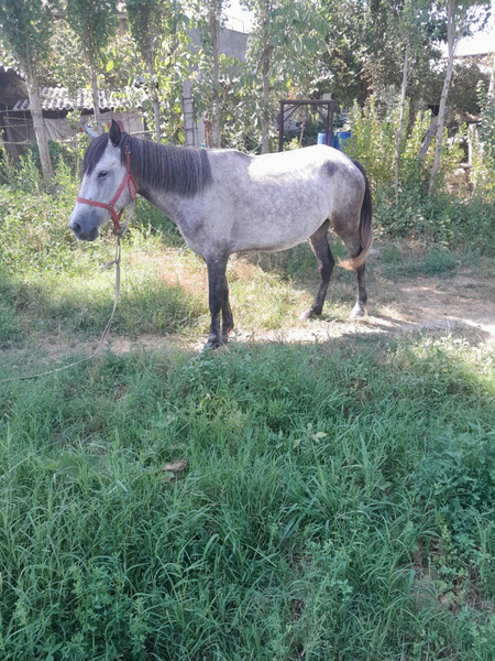 Ot sotiladi srocna