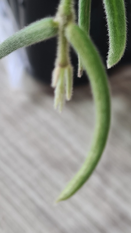 Hoya Linearis-Линейная хойя комнатное, домашнее растение