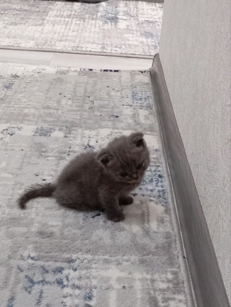 Scottish fold/Котята Шотландская вислоухие