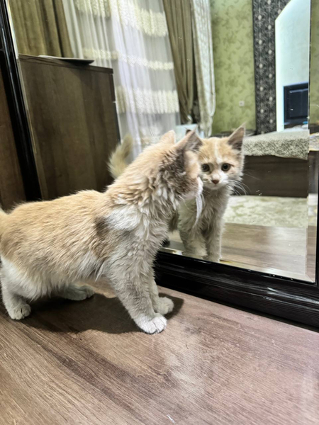 отдам беплатна кошку