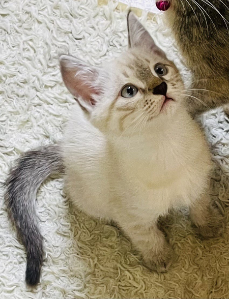 Продается котенок в хорошие руки.