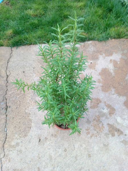 Розмарин / Rosmarinus officinalis