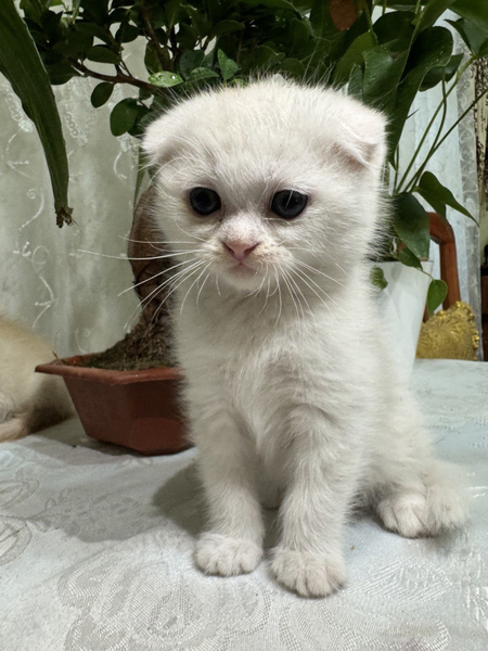 котята голубоглазые шиншыла+скотистрайк