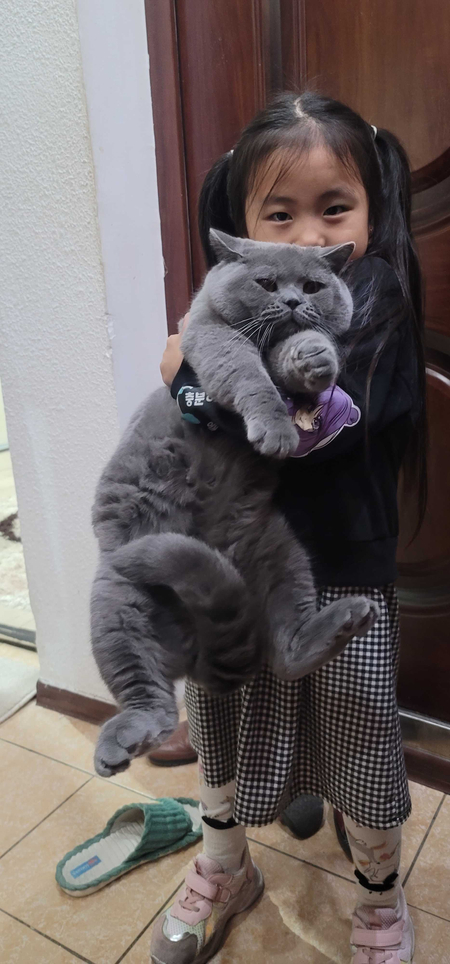 Британский котёнок