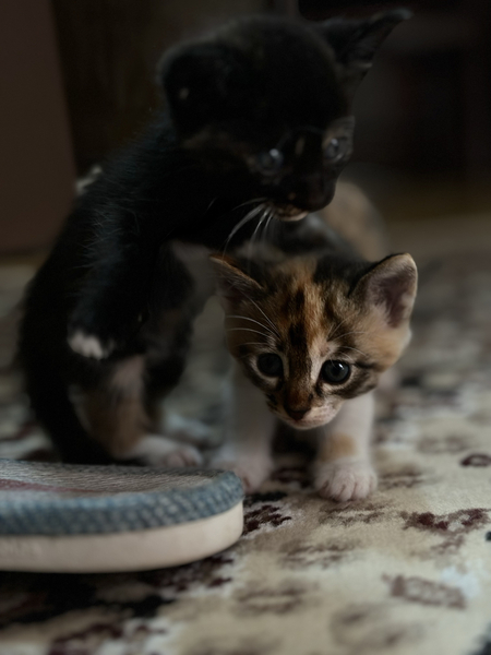 Котята в хорошие руки! Бесплатно!