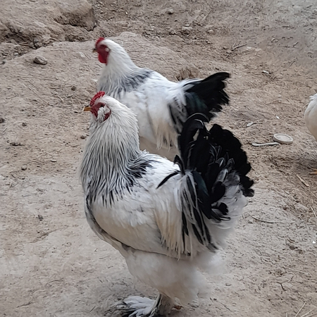 Brama  xuroz  tovuqlar