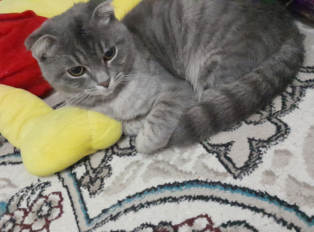 Котёнок мальчик 5 месяца