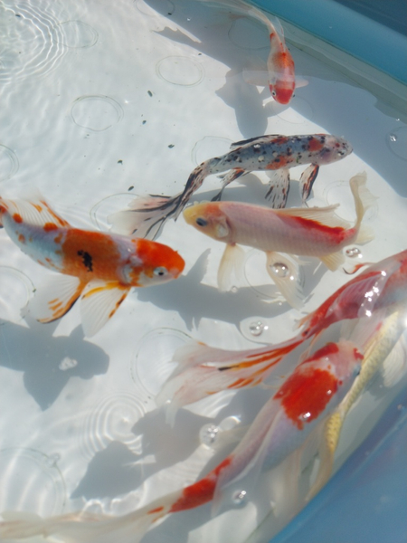 Карп кой / Karp koi
