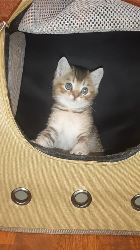 Скоттиш страйт котёнок