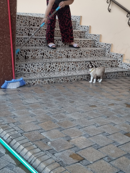 Siamski mushu sotiladi
