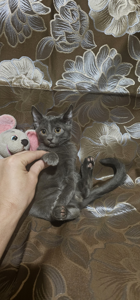 Котята  в хорошие руки