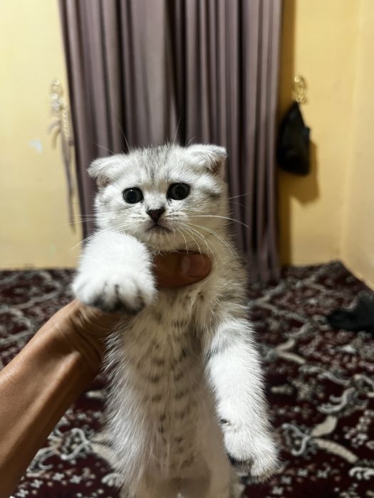 Британский шиншилло