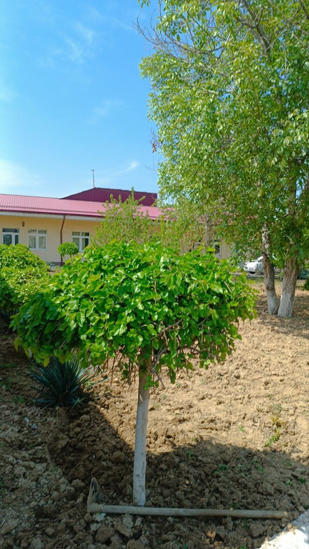 Йош Ленинчи 1 гектар