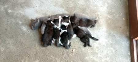 Отдам котят даром