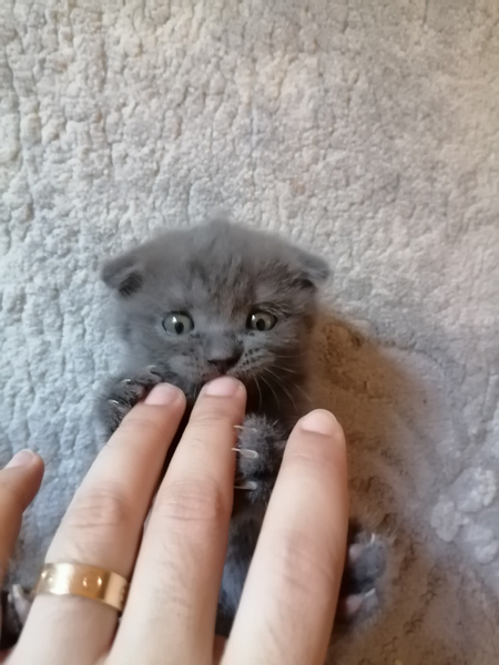 Scottish fold mushuk bolalari O'g'il bola va Qiz bolalari