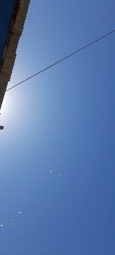 Продаётся голуби пакистанские