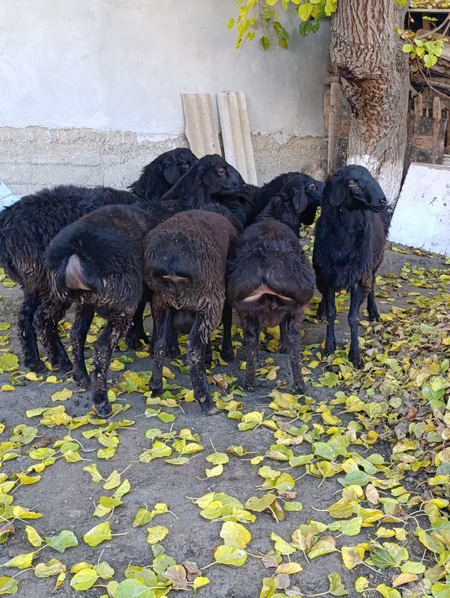 Qochqorlar sotiladi