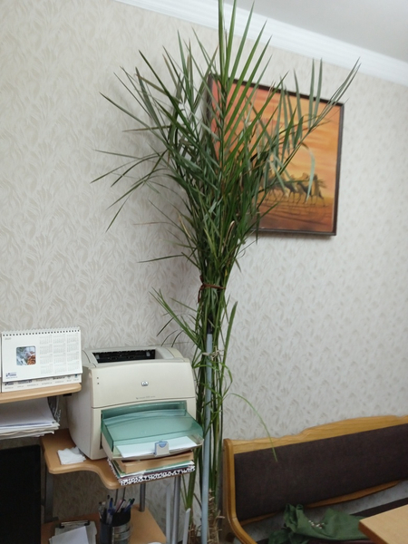 Продам цветок из семейства фикусы.