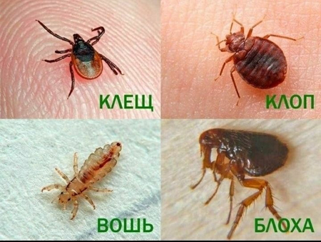 Уничтожение насекомых и грызунов!