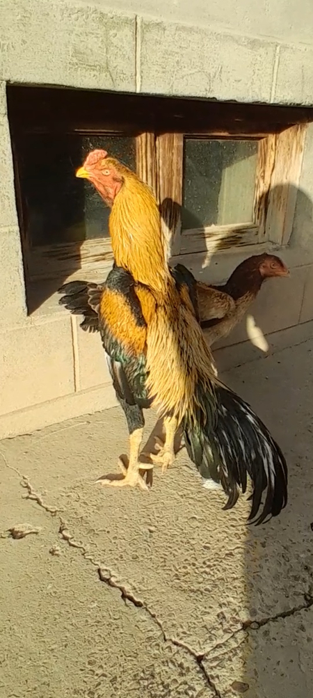 Hôroz toza turk 2 йиллк