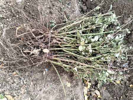 Atirgul koʻchat koʻzlari bor