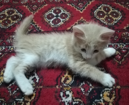 отдам котят в хорошие руки