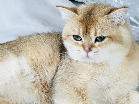Шикарный кот серебристая шиншилла