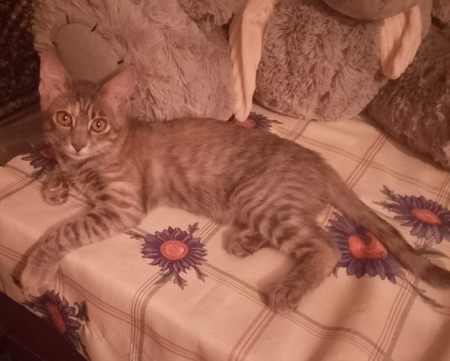 Отдадим котят в добрые и ответственные руки.