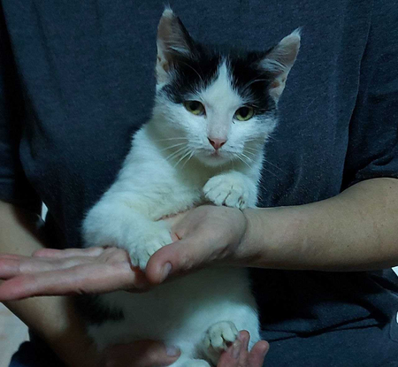 Котята ищут дом и любящих хозяев