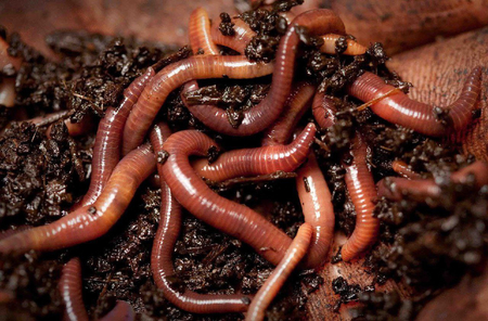 Biogomus kafolatli