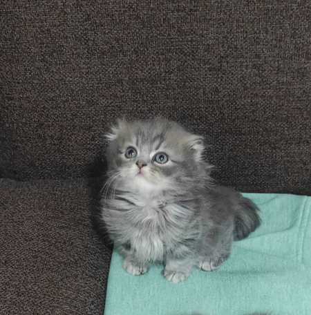 Котенок шотландский вислоухий