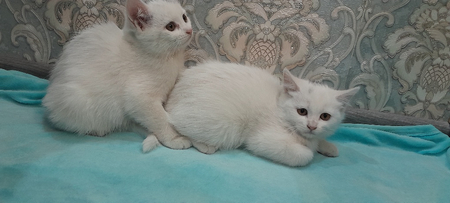 Продаю котят скотиш страйт  девочка и мальчик