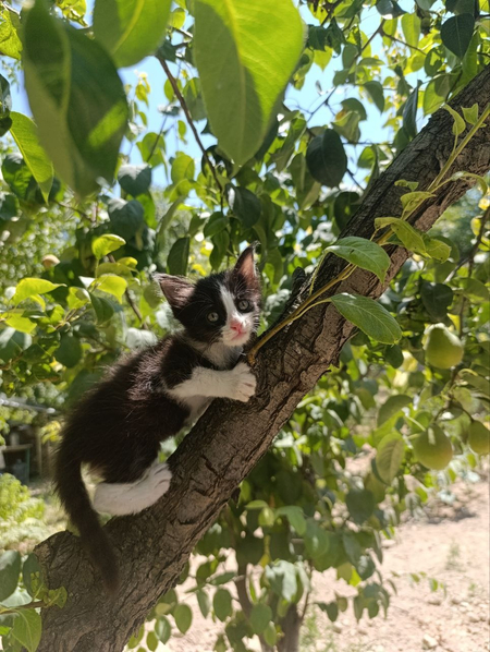 Отдаются котята в хорошие руки